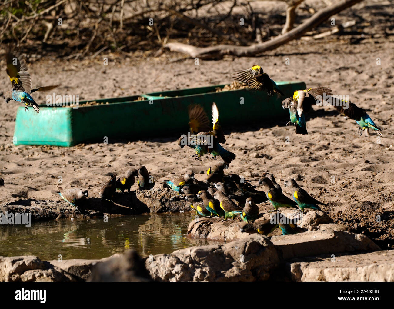 Parrots of botswana hi-res stock photography and images - Alamy