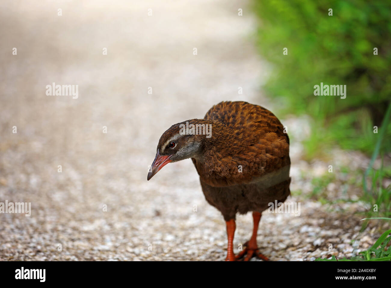 Rallidae Bird in New Zealand Stock Photo - Alamy
