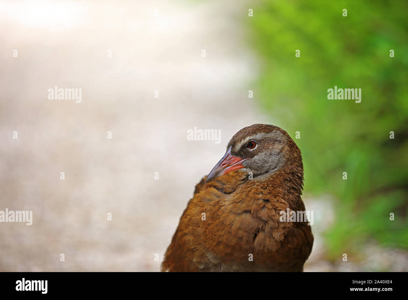 Rallidae Bird in New Zealand Stock Photo - Alamy