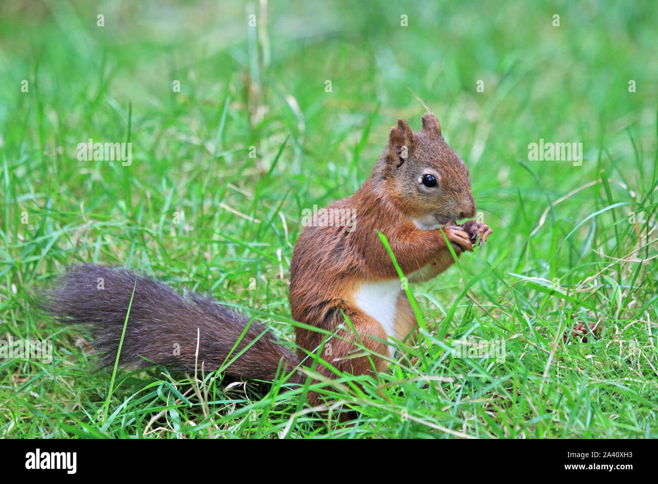 Eurasian red squirrel hi-res stock photography and images - Alamy