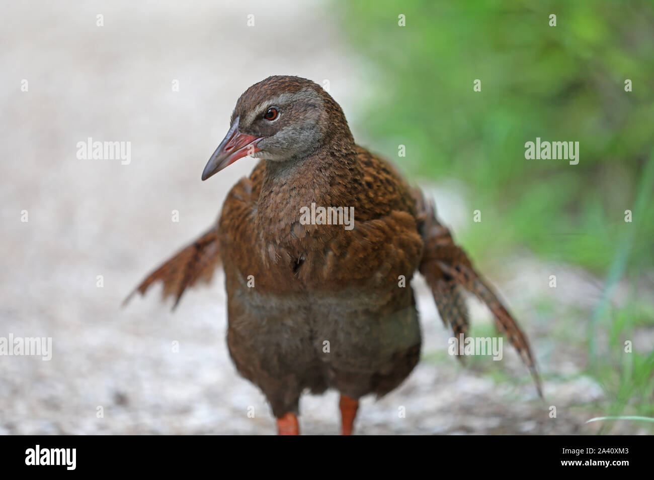Rallidae Bird in New Zealand Stock Photo - Alamy