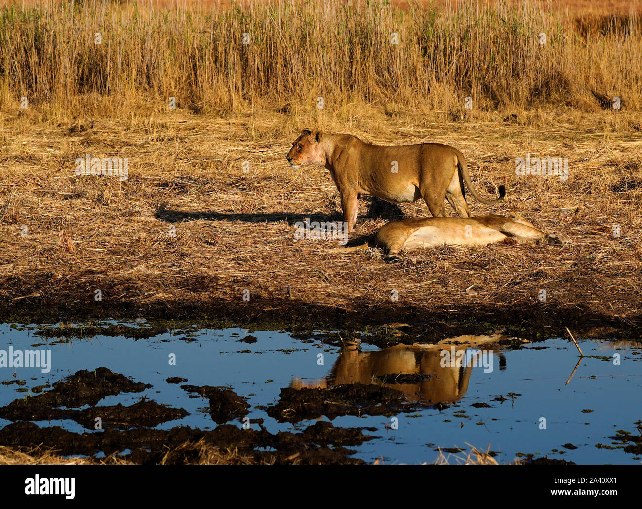 Lions prowling ready to hunt Stock Photo - Alamy