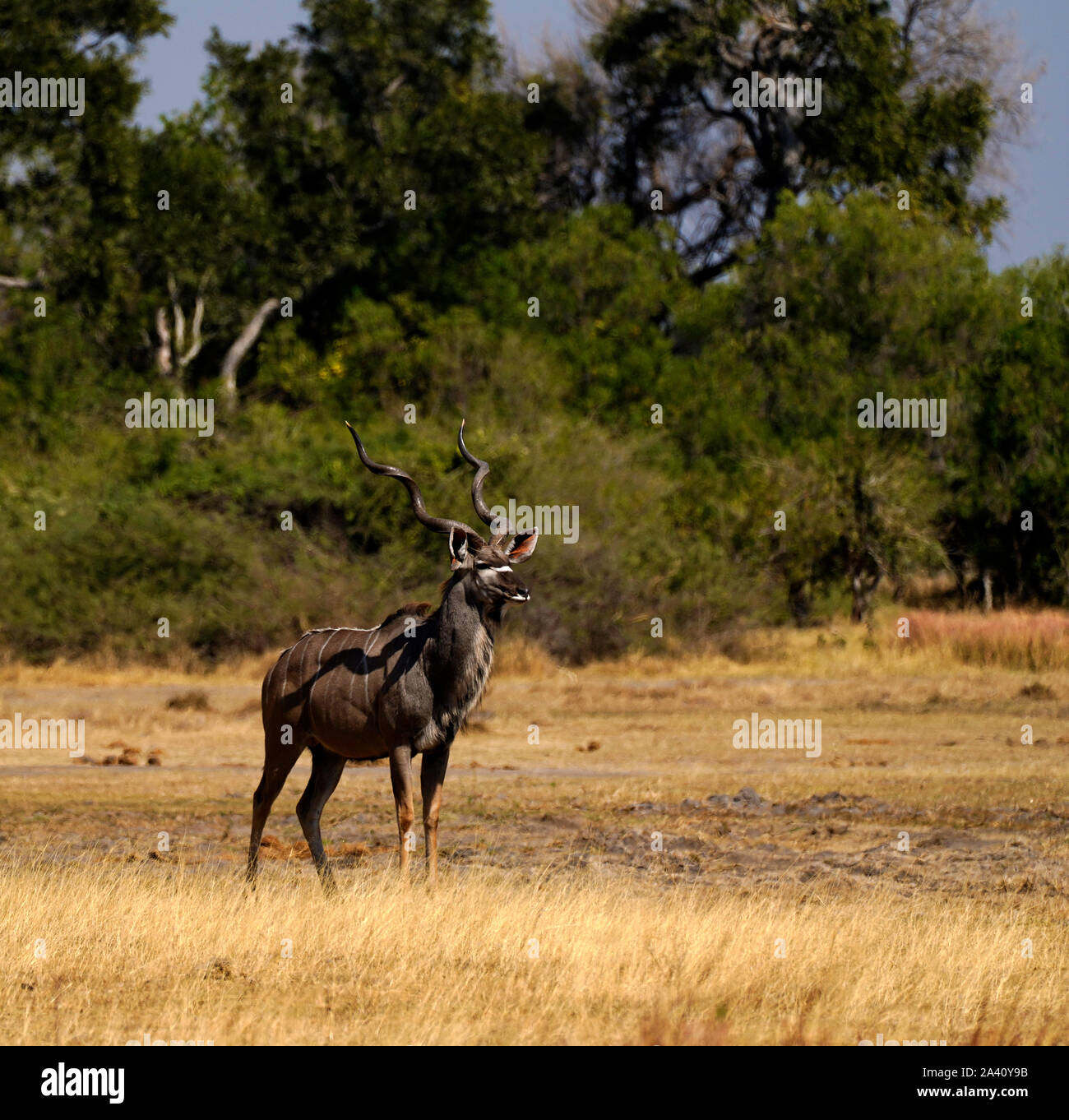 Big Kudu bull with fabulous horns Stock Photo - Alamy