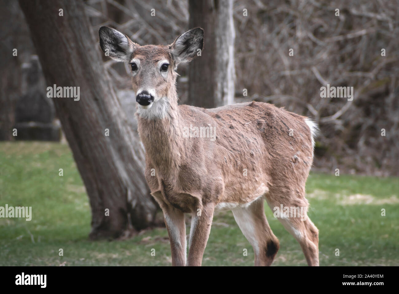 A Portrait of A White-Tailed Deer (Virginia Deer Stock Photo - Alamy