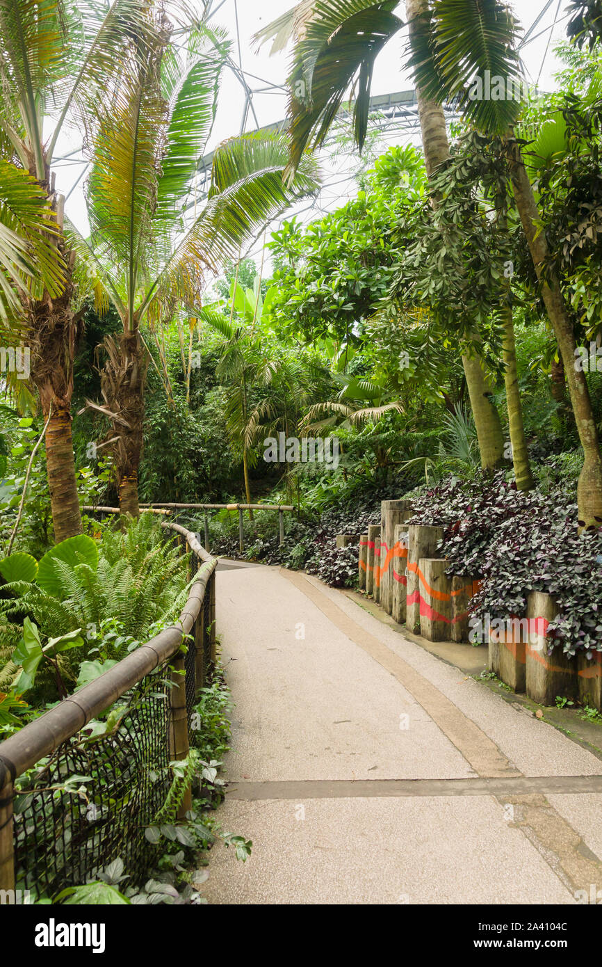 The Eden Project in the rainforest biome. A popular visitor attraction ...