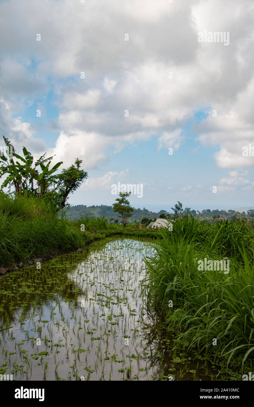the beautiful landscapes of Bali in Indonesia Stock Photo - Alamy