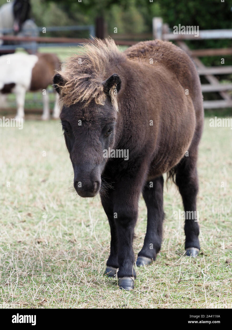 A cute miniature shetland pony foal in a paddock Stock Photo - Alamy