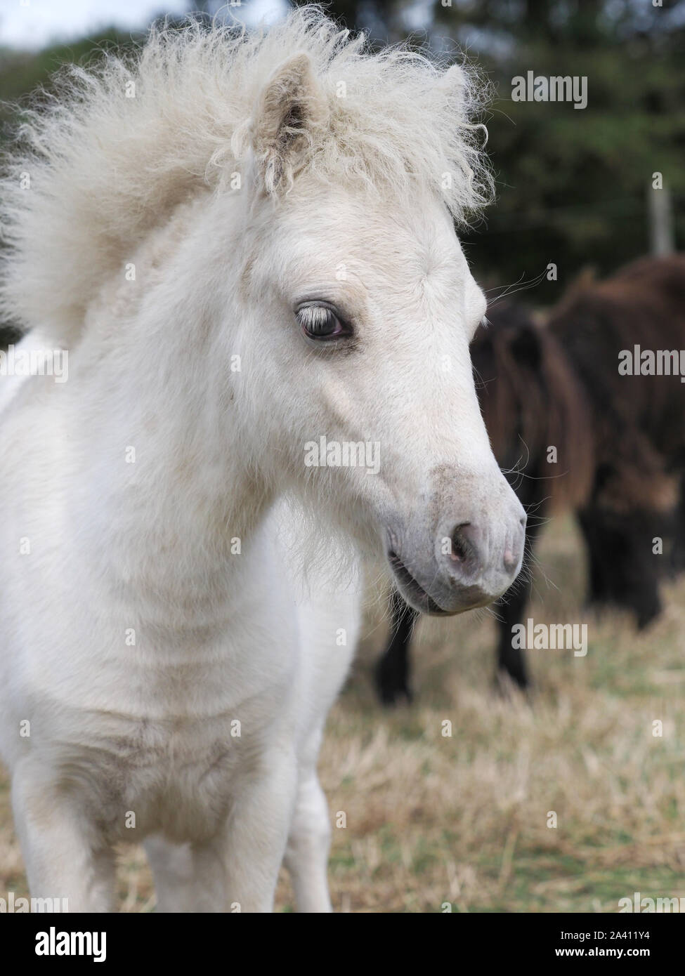 A head shot of a cream miniature horse foal in a paddock Stock Photo ...