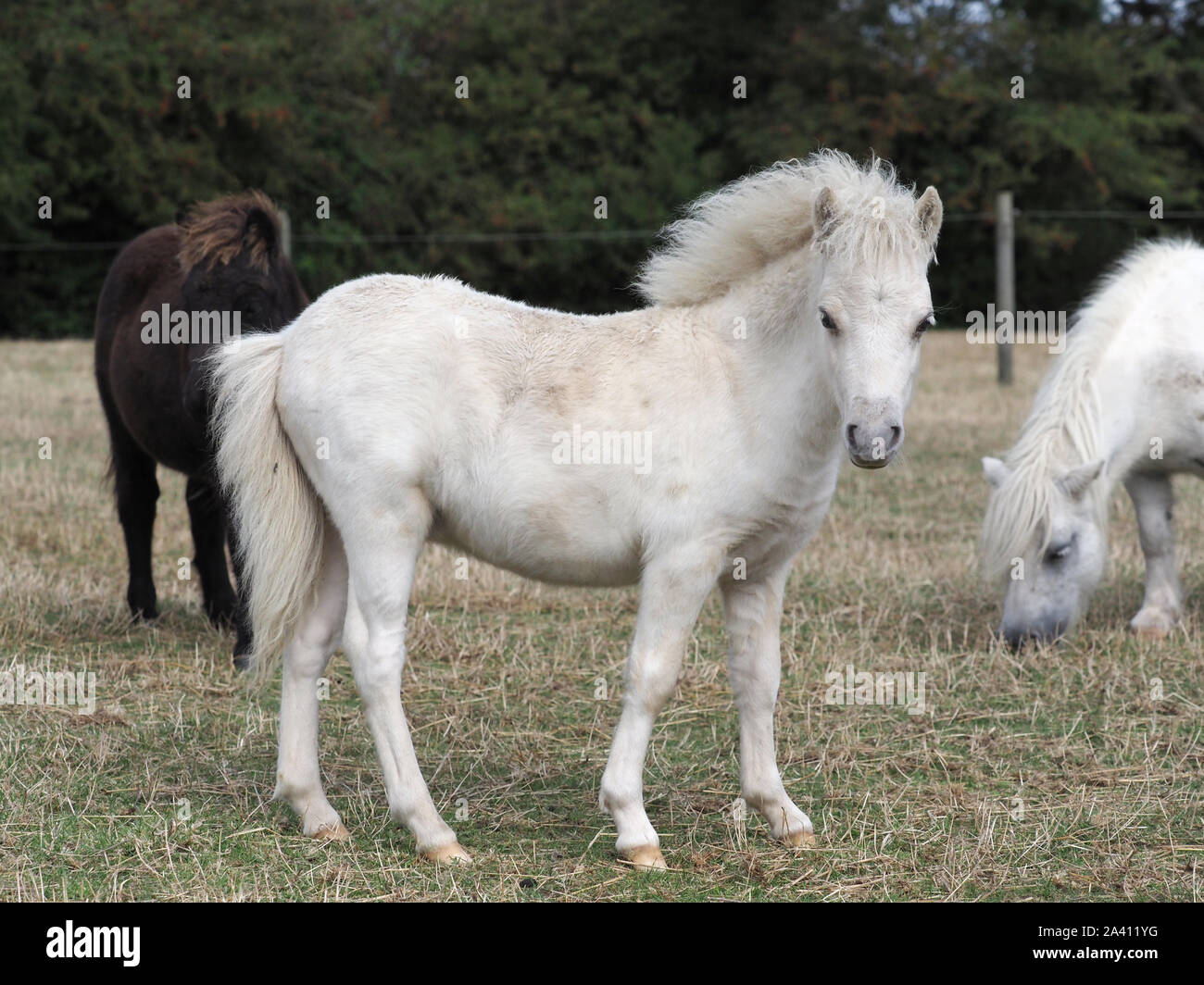 Cream mane horse hi-res stock photography and images - Alamy