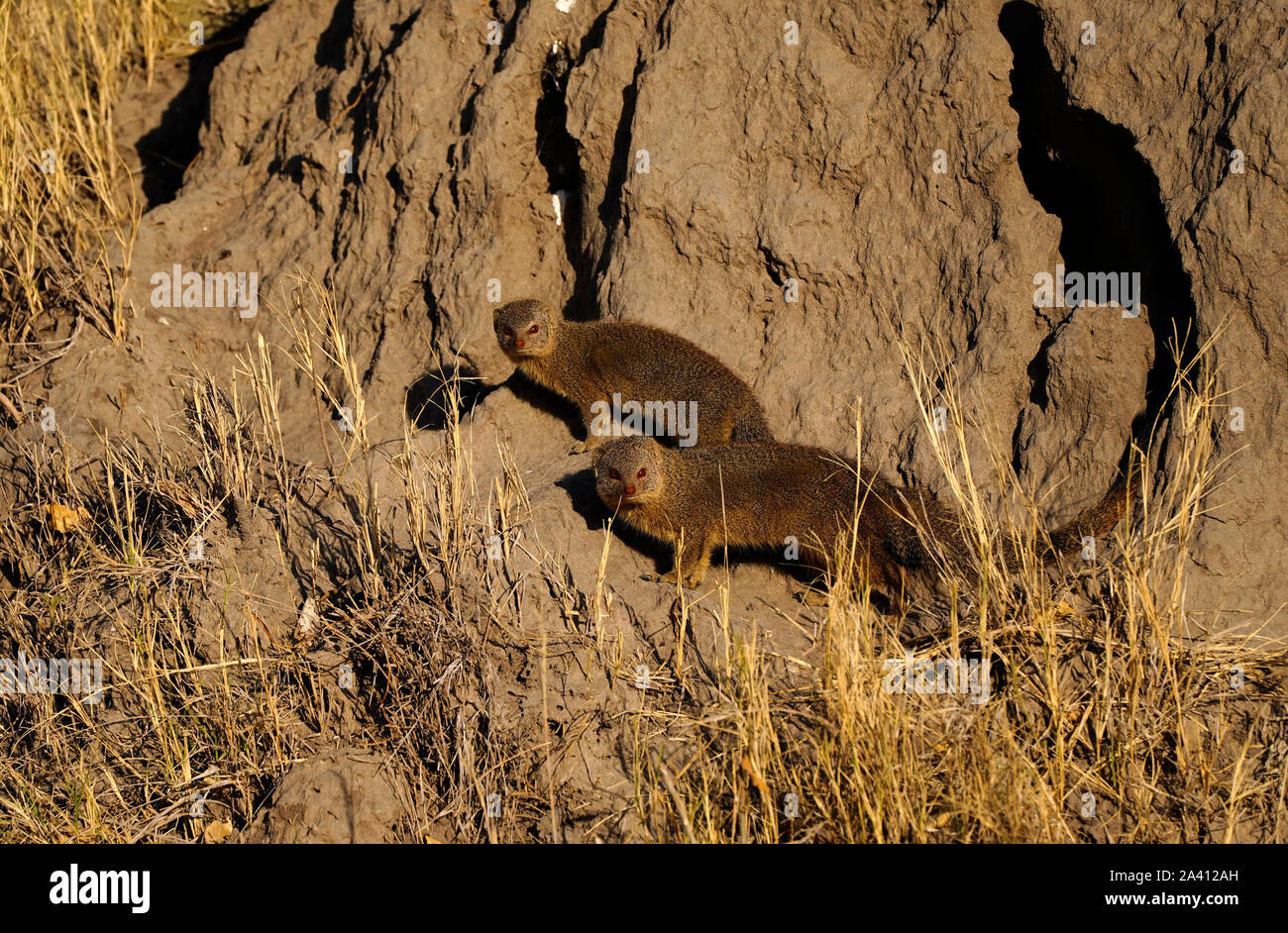Dwarf mongoose wild in the bushlands of Africa Stock Photo - Alamy