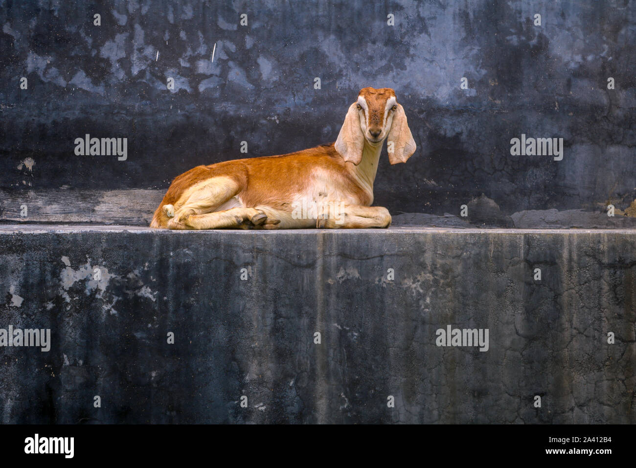 Brown goat sitting in front of black abstract wall and ground Stock ...