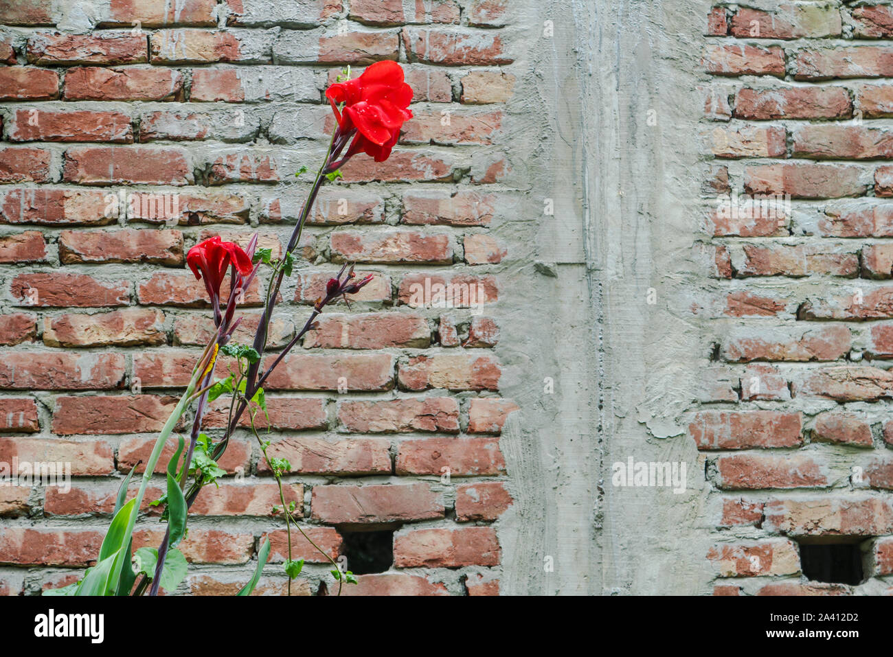Red Brick Background Flowers High Resolution Stock Photography and ...