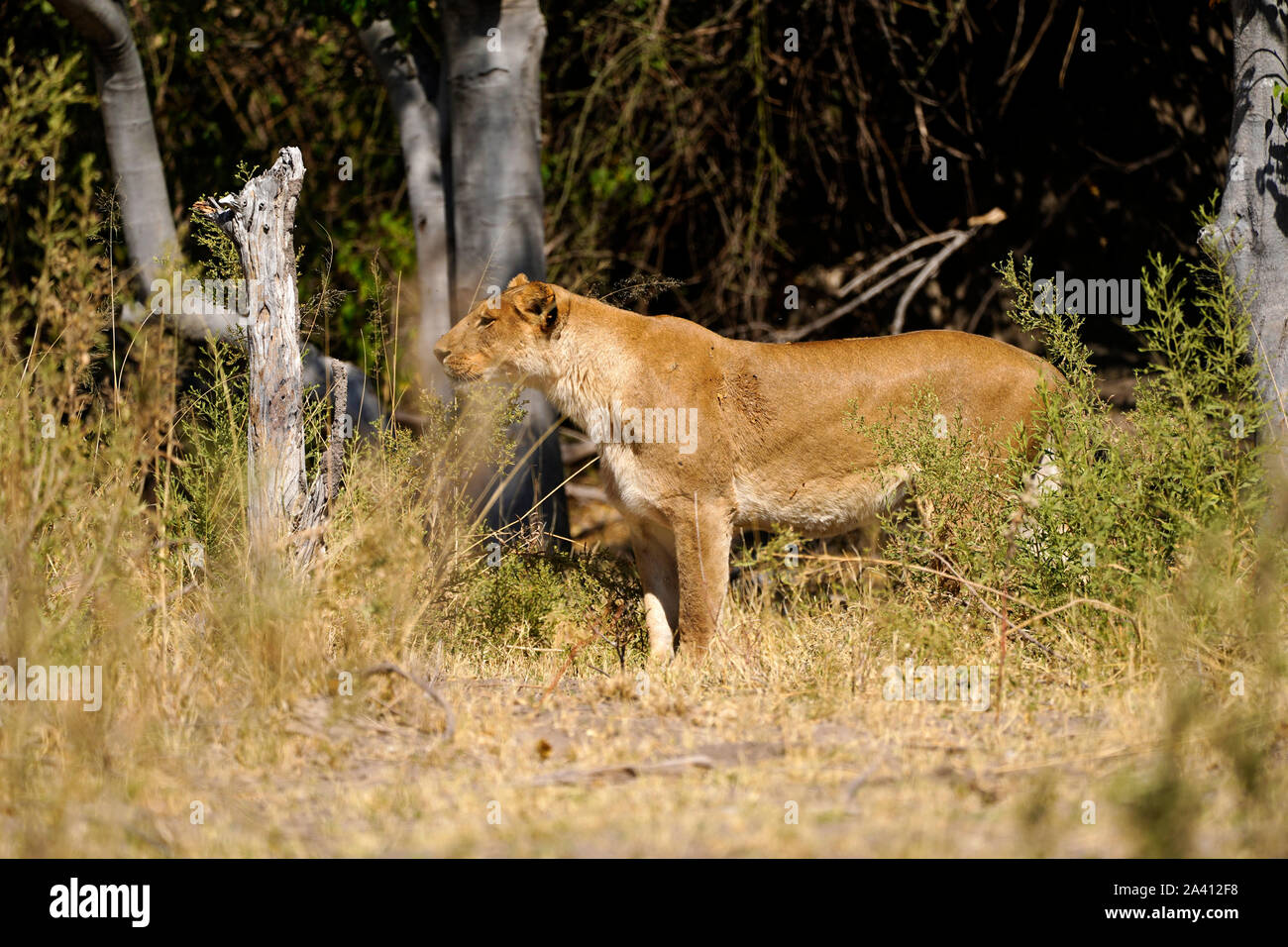 Lions prowling ready to hunt Stock Photo - Alamy