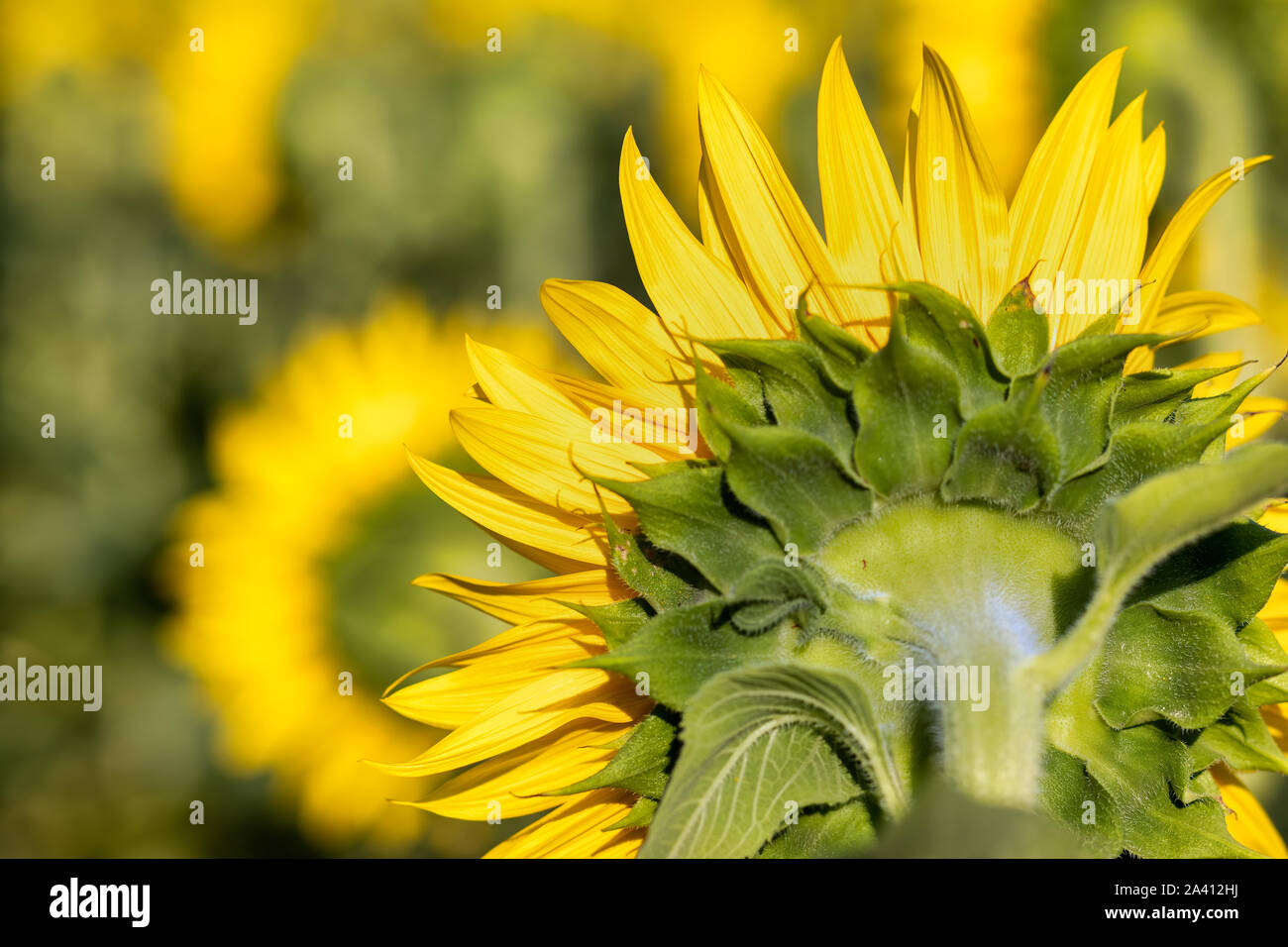 Nice sunflower field in summer Stock Photo - Alamy