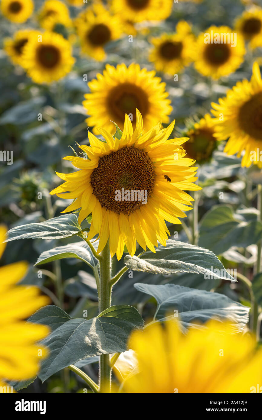 Nice sunflower hi-res stock photography and images - Alamy