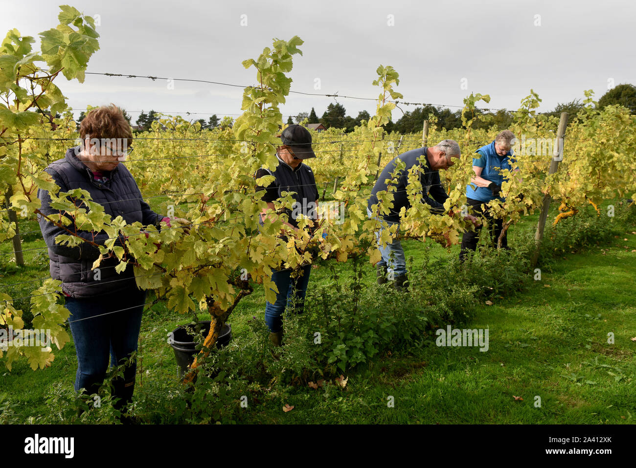 Wroxeter roman vineyard hi-res stock photography and images - Alamy