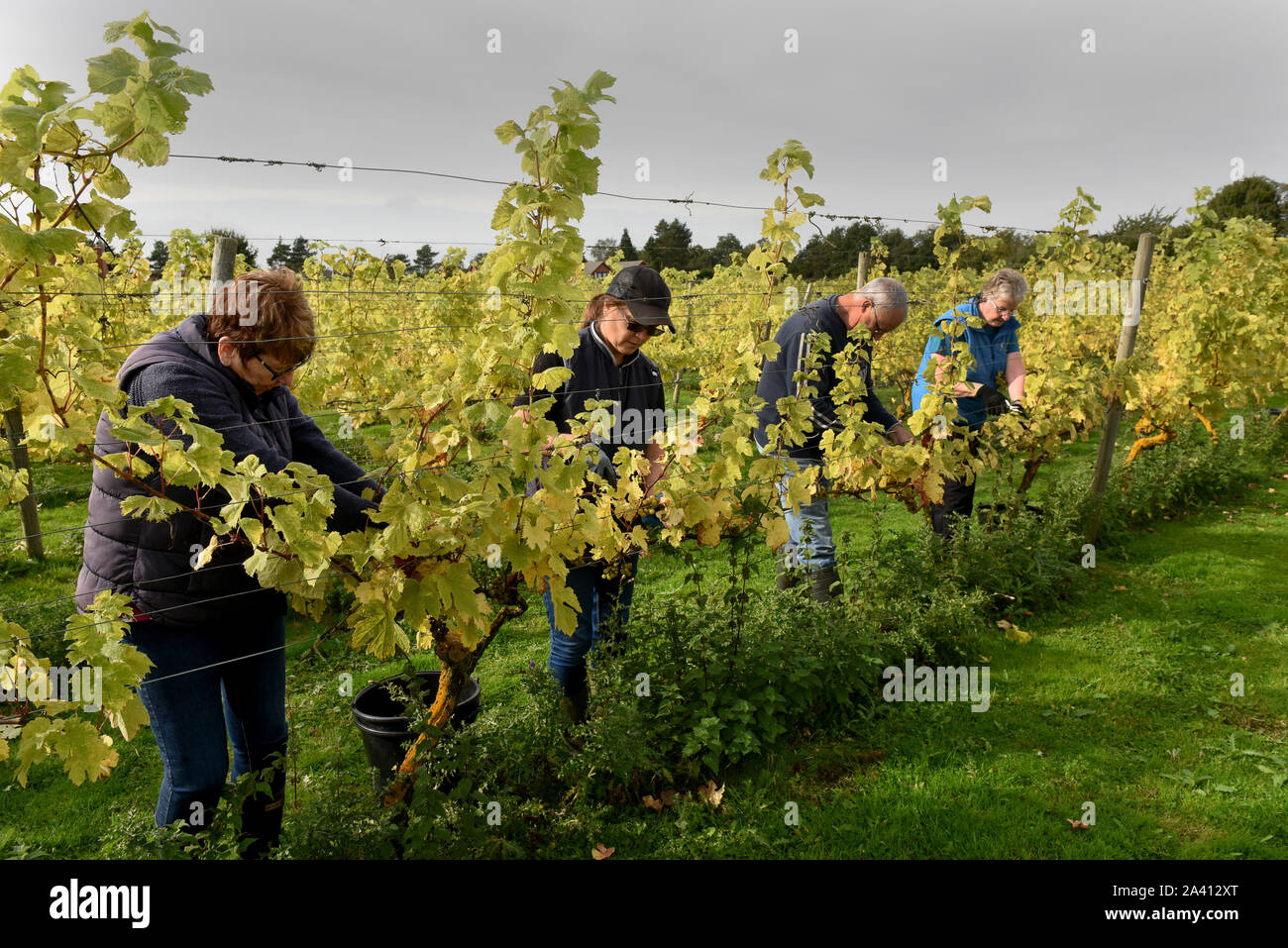 Wroxeter roman vineyard hi-res stock photography and images - Alamy
