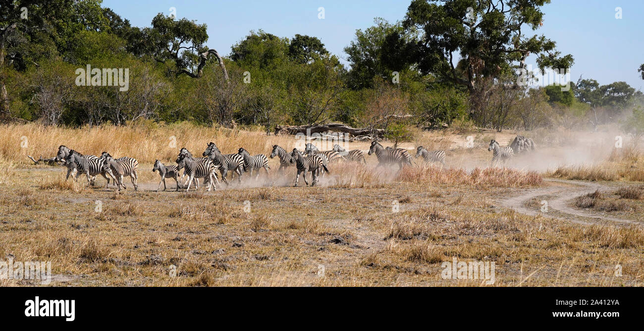 Stampeding Burchell's Zebras stunning animals seen whilst on safari ...