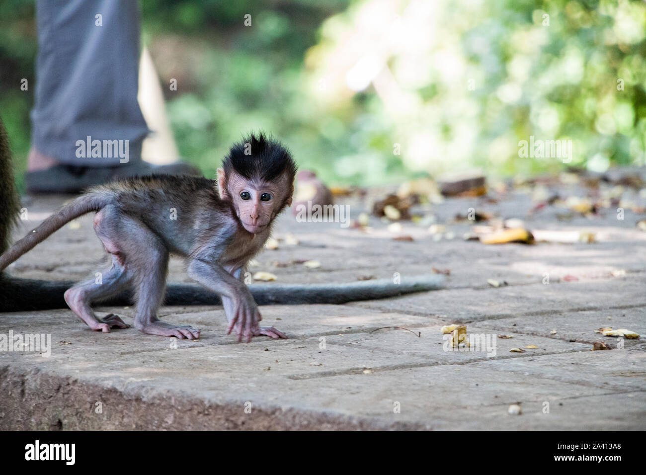 Small monkeys in the monkey forest of Ubud in Bali, Indonesia Stock ...