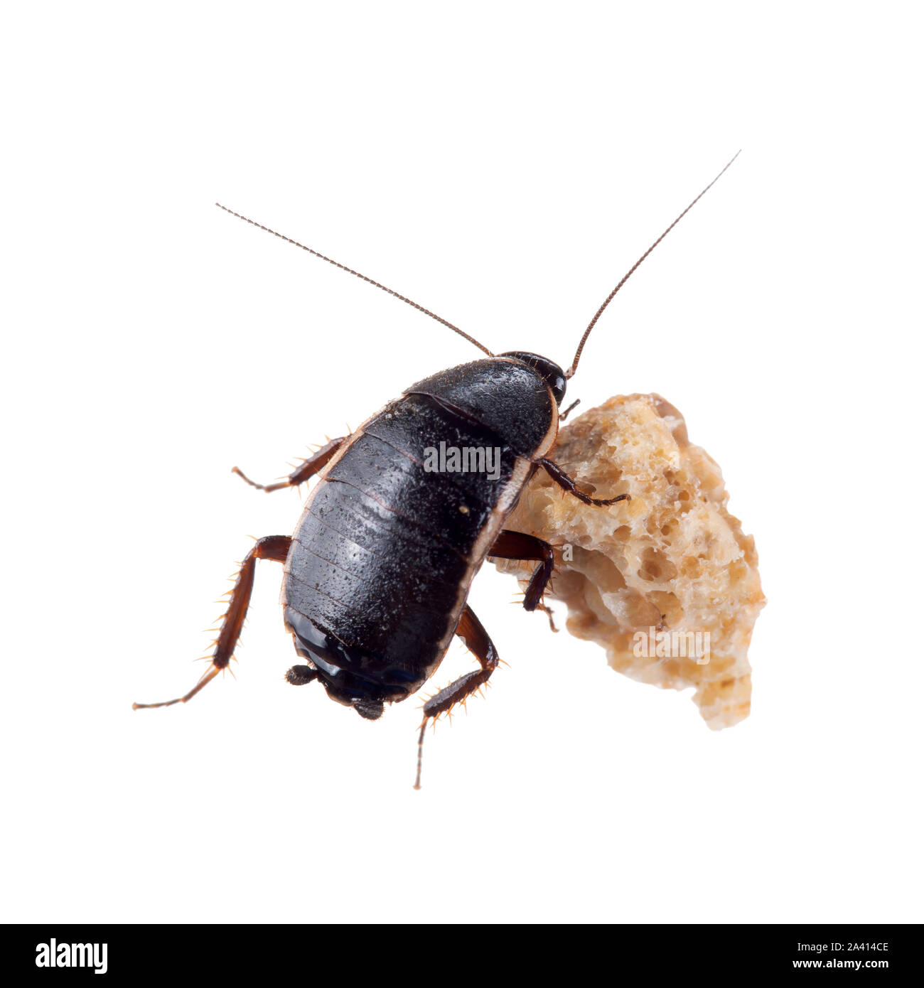 Eating cockroach hi-res stock photography and images - Alamy