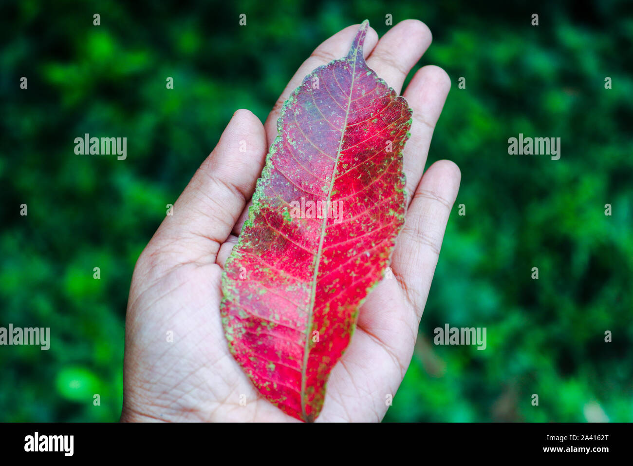 Beautiful and colorful autumn leaf on hand, Nature background Stock ...