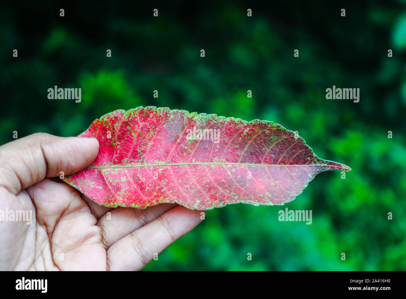 Beautiful and colorful autumn leaf on hand, Nature background Stock ...