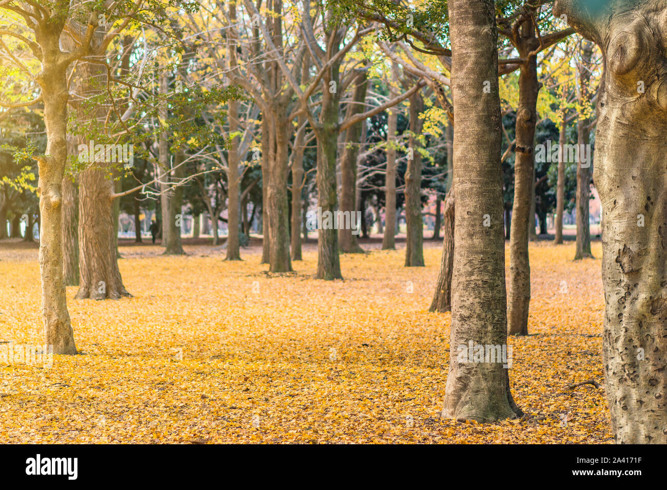 Beautiful autumn colors of Japanese ginkgo biloba tree yellow leaves ...