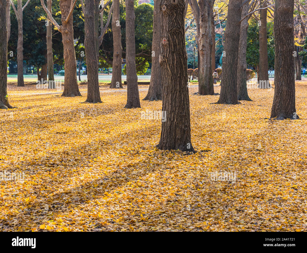 Beautiful autumn colors of Japanese ginkgo biloba tree yellow leaves ...
