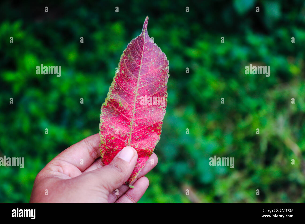Beautiful and colorful autumn leaf on hand, Nature background Stock ...