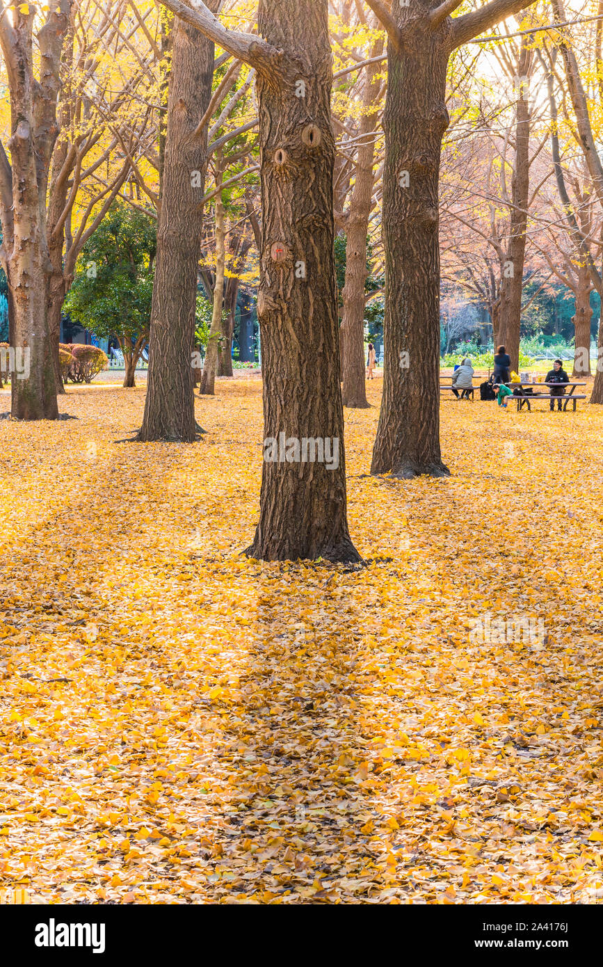 Beautiful autumn colors of Japanese ginkgo biloba tree yellow leaves ...