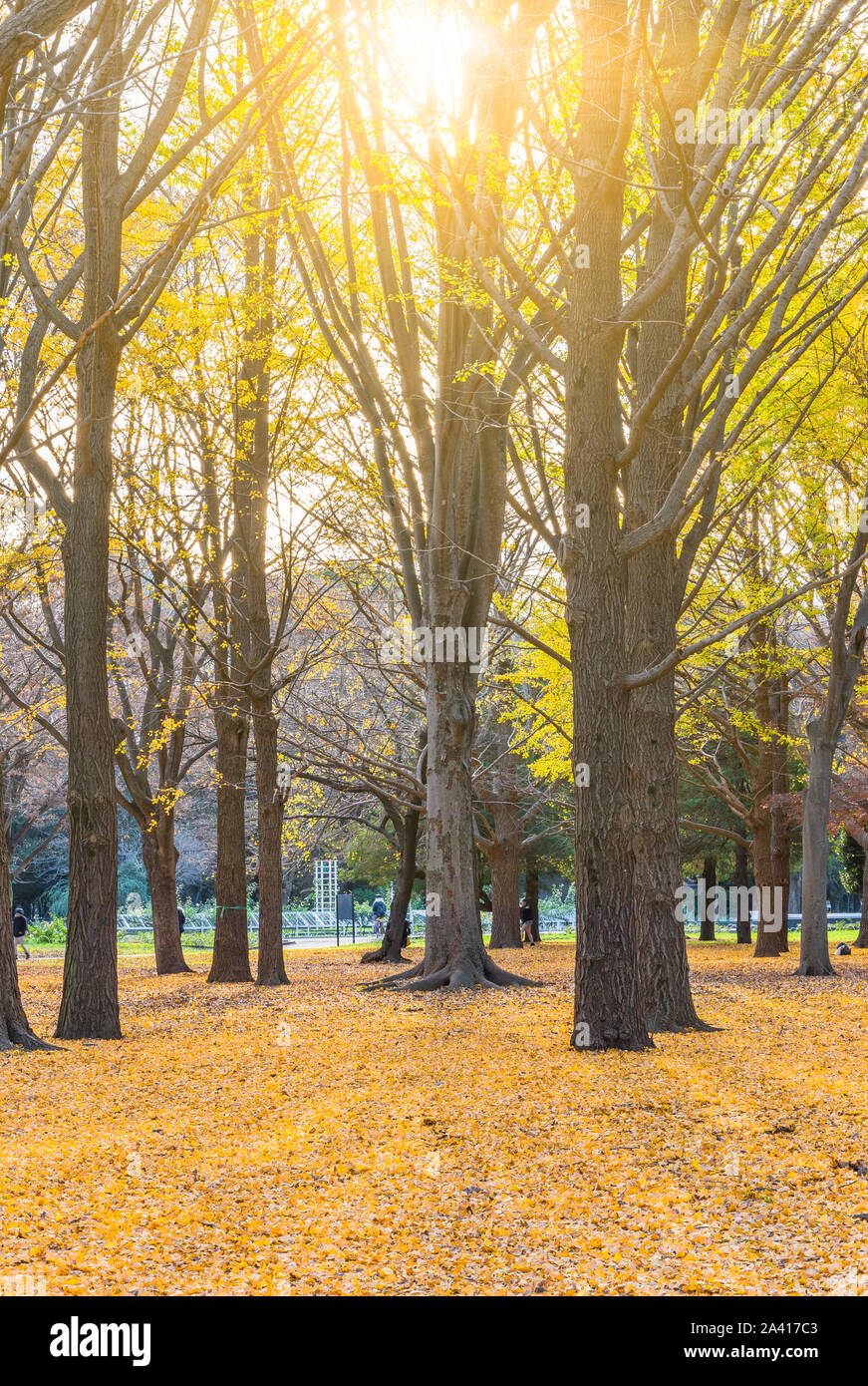 Beautiful autumn colors of Japanese ginkgo biloba tree yellow leaves ...