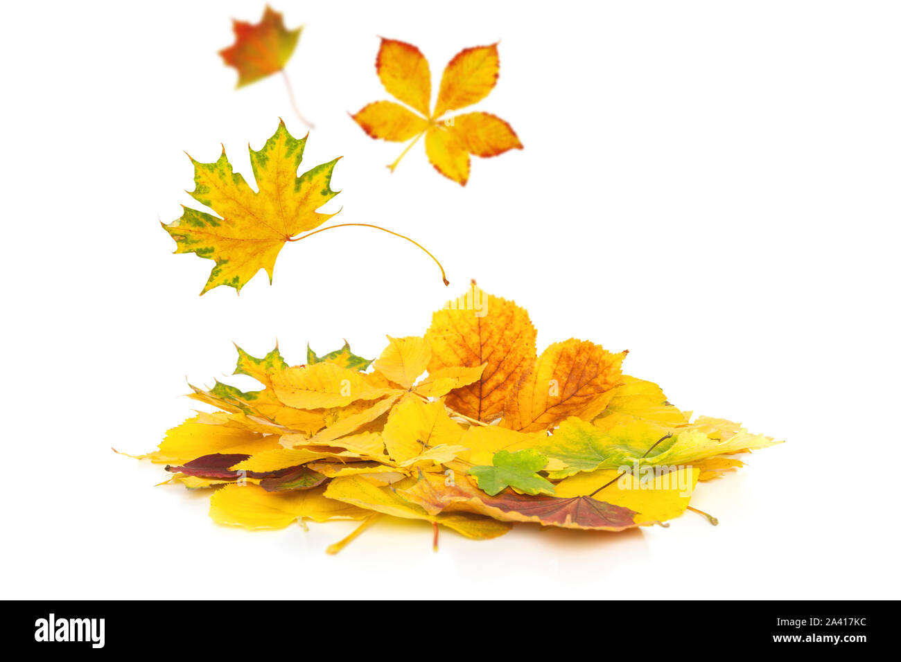 Autumn leaves fall onto a heap of autumnal foliage isolated on white ...