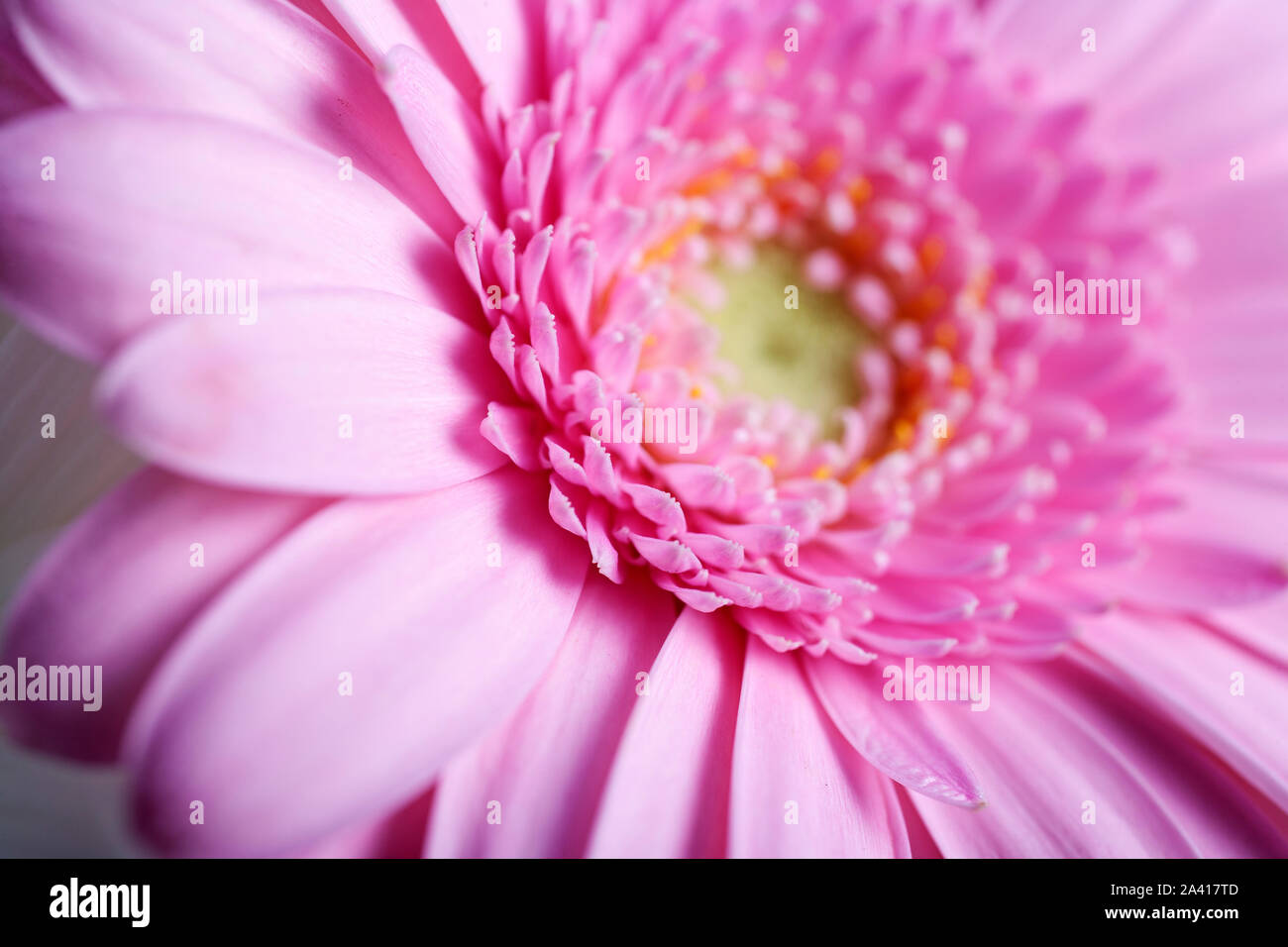 beautiful open puple flower showing the petal detail Stock Photo - Alamy