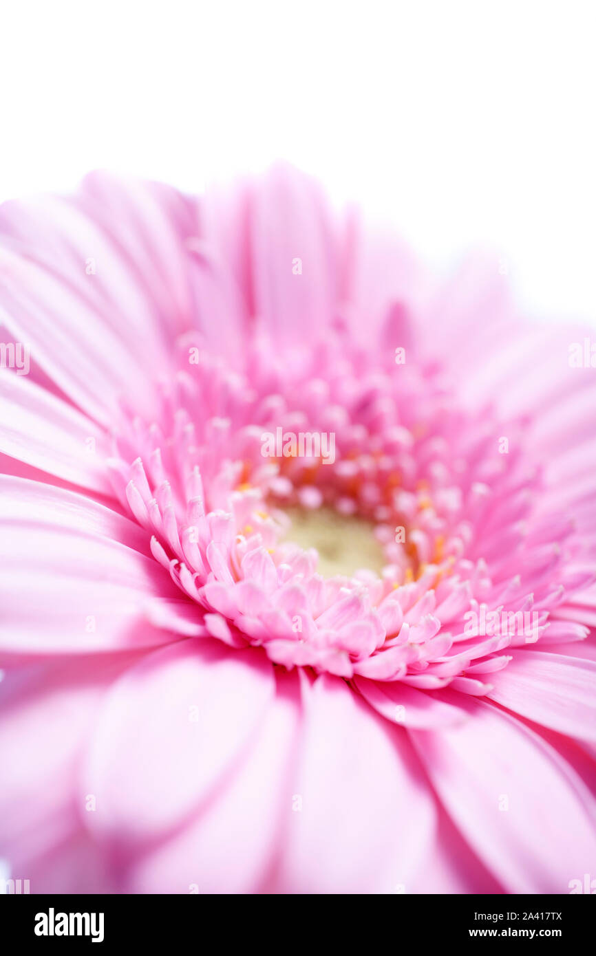beautiful open purple flower showing the petal detail on an isolated ...