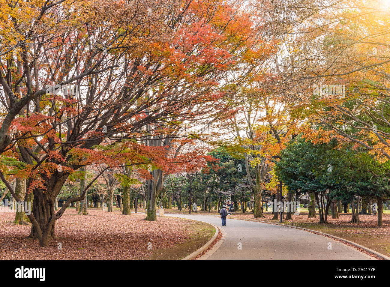 Beautiful autumn colors of Japanese maple tree iroha momiji leaves ...
