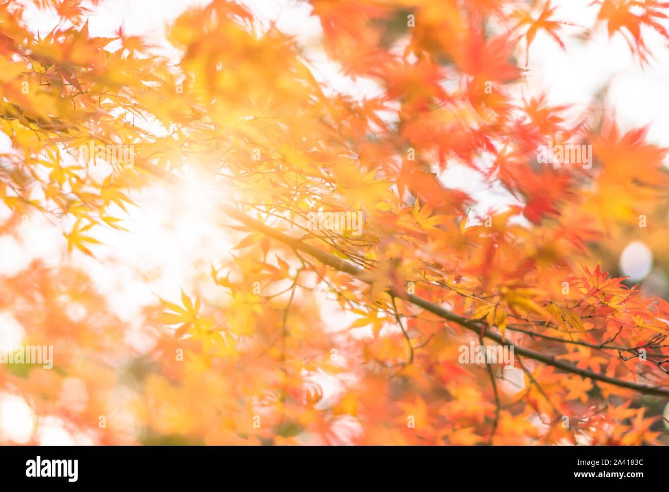 Rays of sun passing through the beautiful autumn colors of Japanese ...
