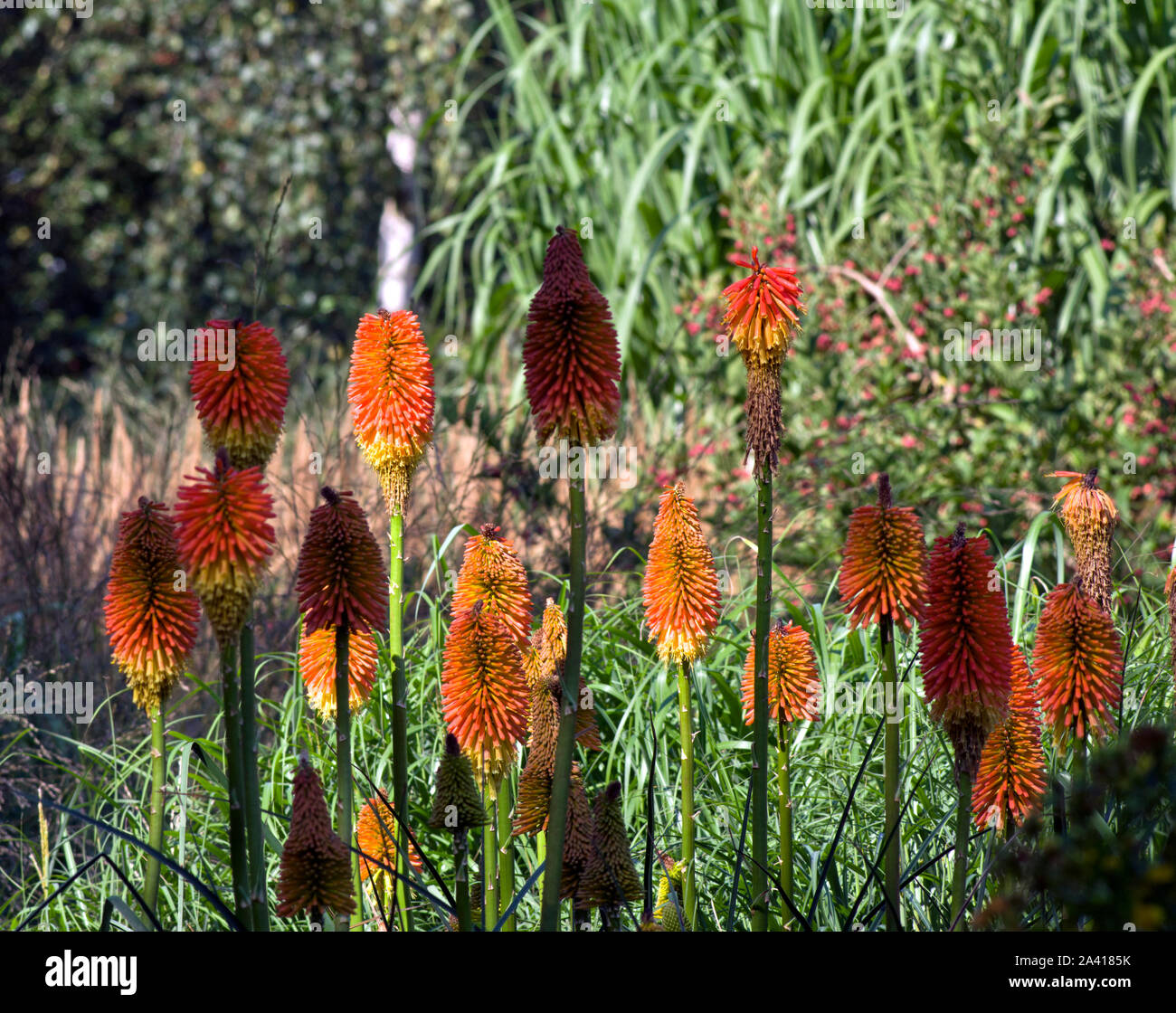 Red kniphofia hi-res stock photography and images - Alamy