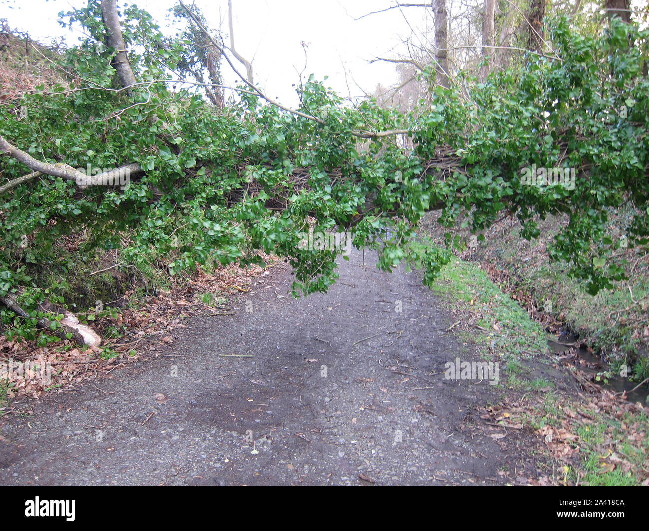 fallen tree barring a path Stock Photo - Alamy