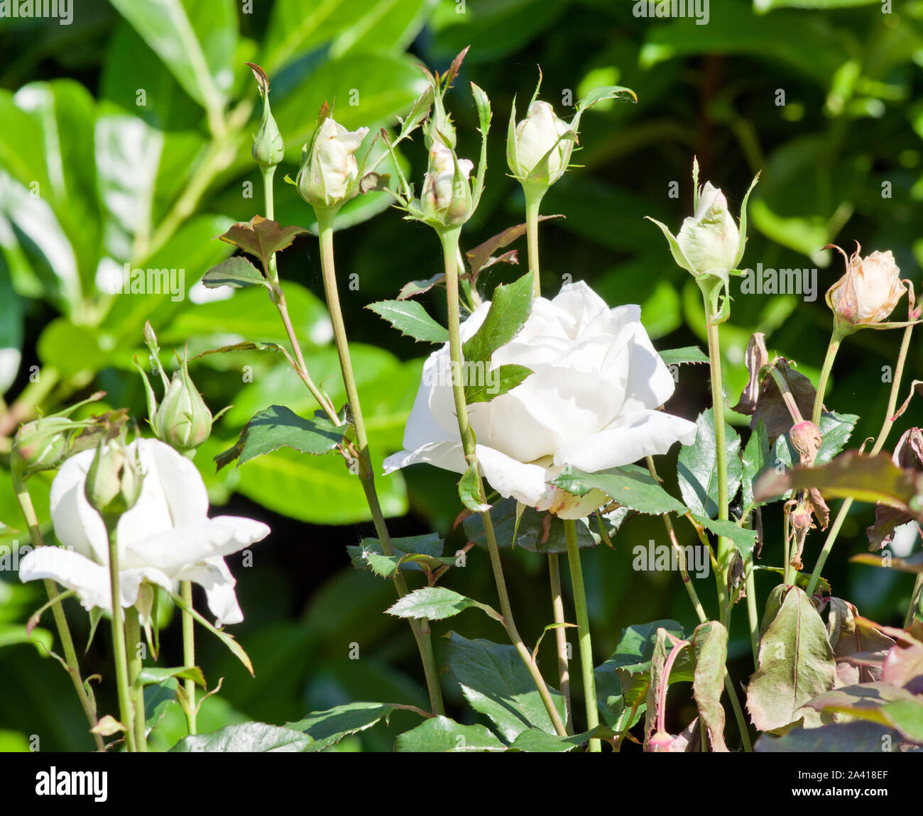Pure silver hi-res stock photography and images - Alamy