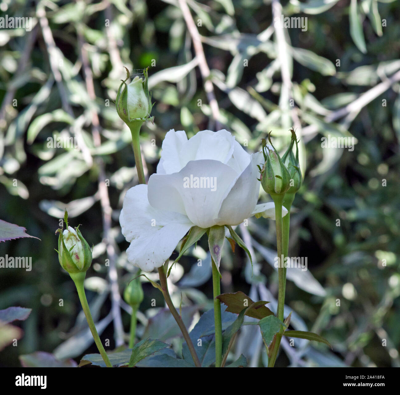 Silver anniversary hi-res stock photography and images - Alamy