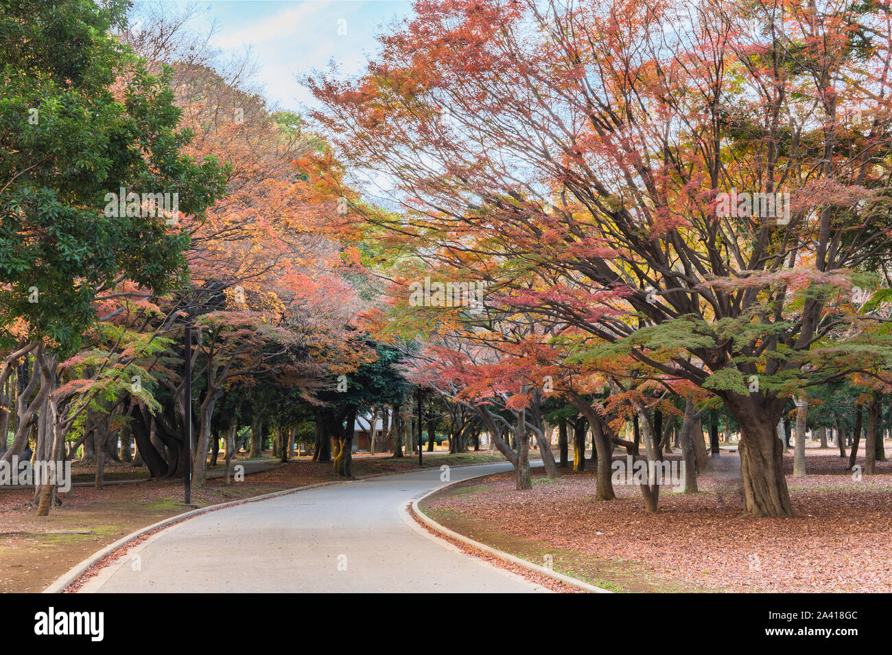 Beautiful autumn colors of Japanese maple tree iroha momiji leaves ...