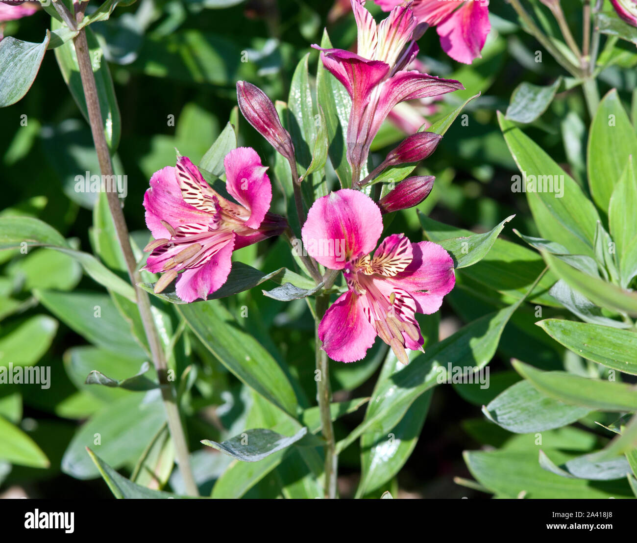 Pink summer blooms hi-res stock photography and images - Alamy