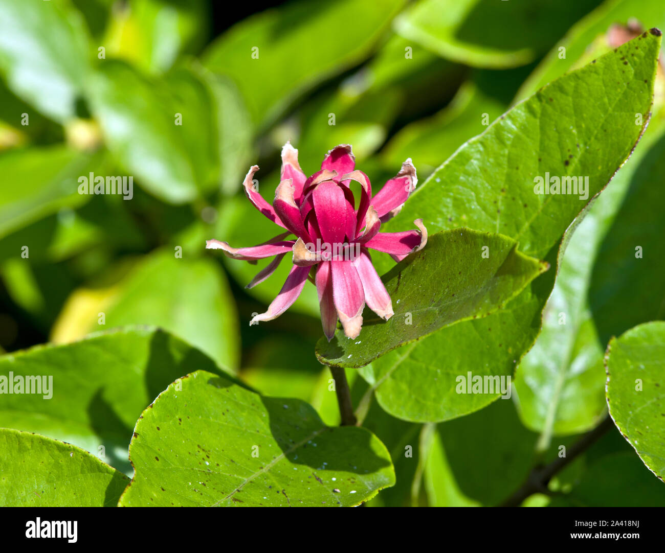 Calycanthus floridus hi-res stock photography and images - Alamy