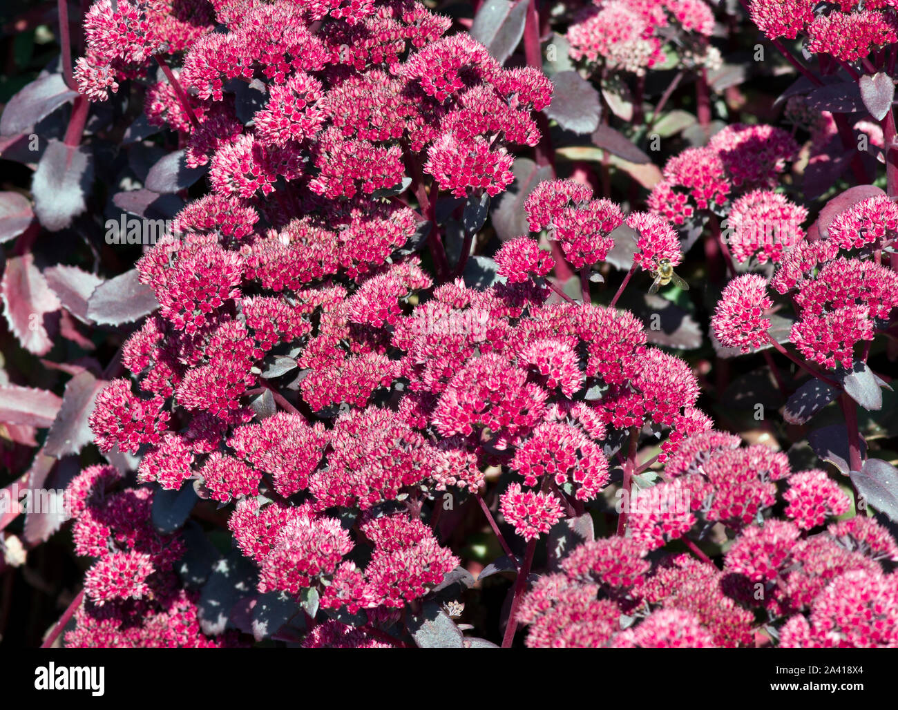 Hylotelephium telephium arthur branch hi-res stock photography and ...