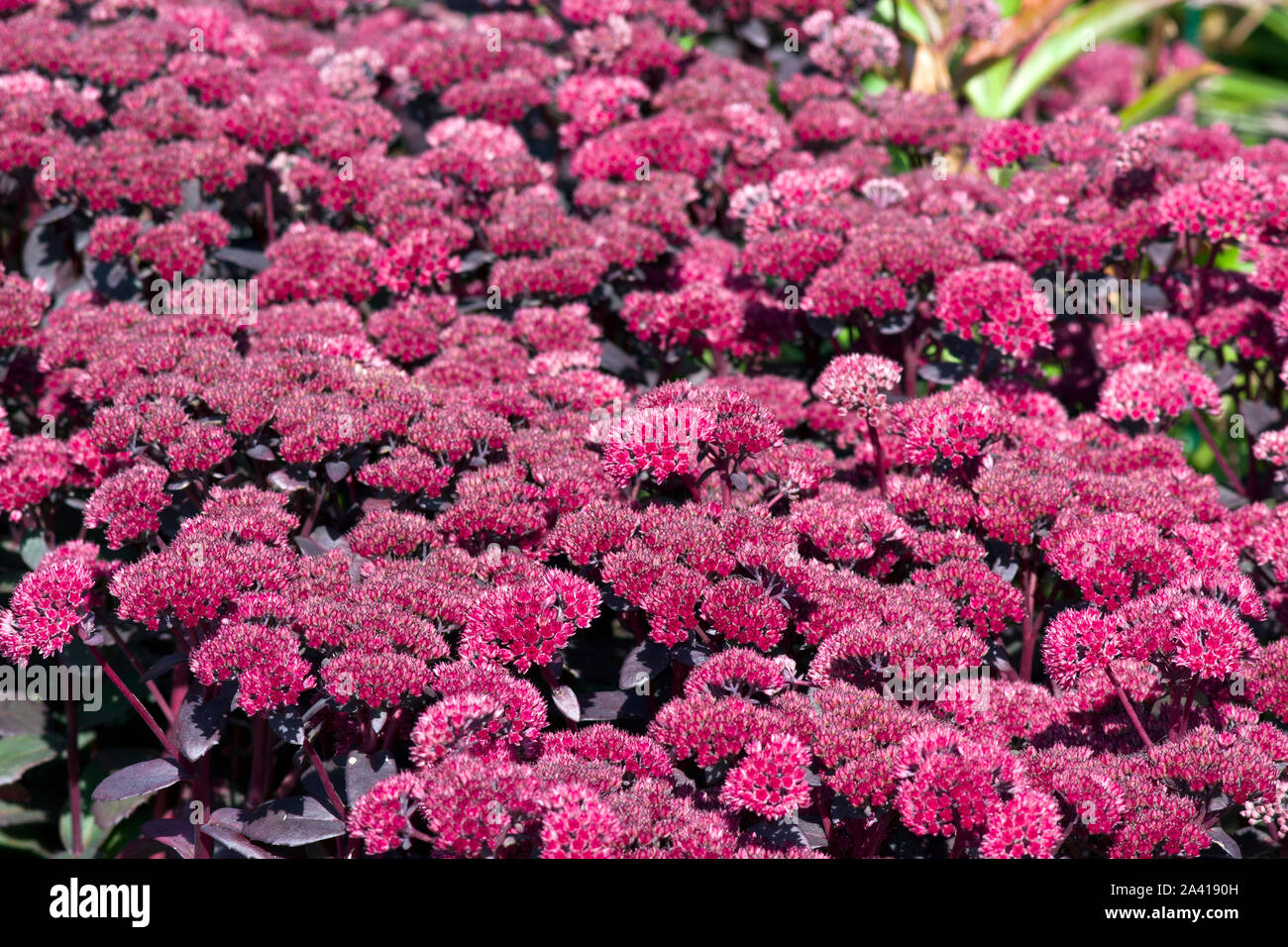 Hylotelephium telephium 'Arthur Branch' Stock Photo - Alamy