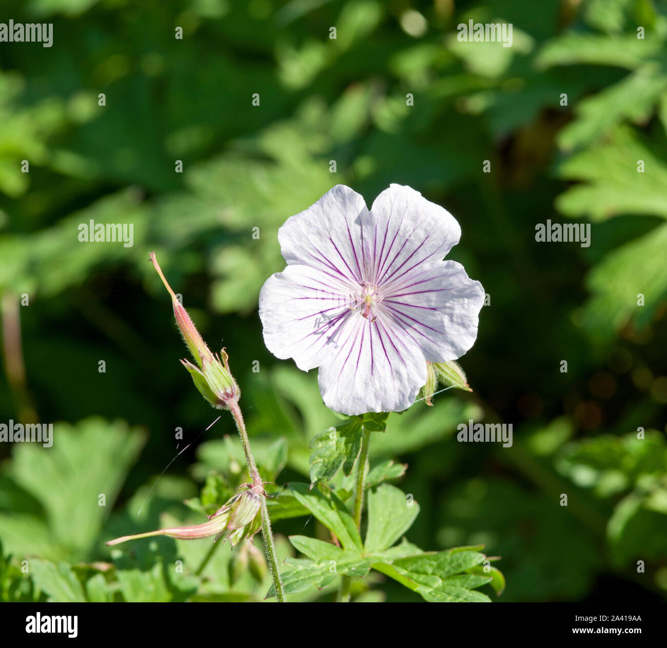 Geranium himalayense derrick cook hi-res stock photography and images ...