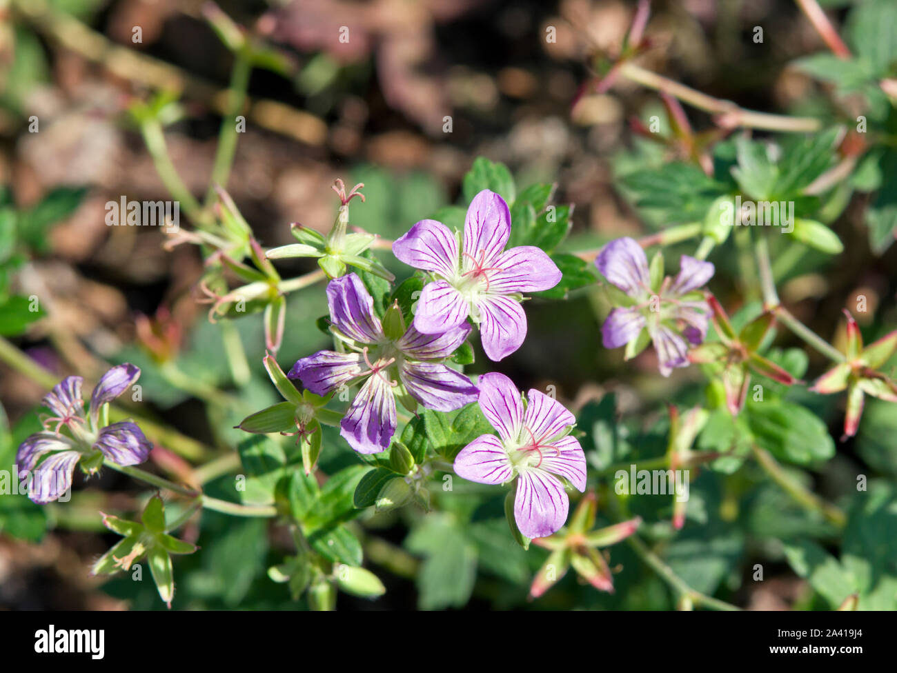 Anna bloom hi-res stock photography and images - Alamy