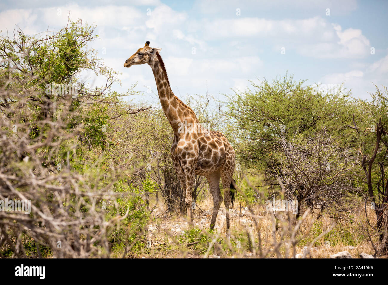 Chewing giraffe standing between some trees, Etosha, Namibia, Africa ...