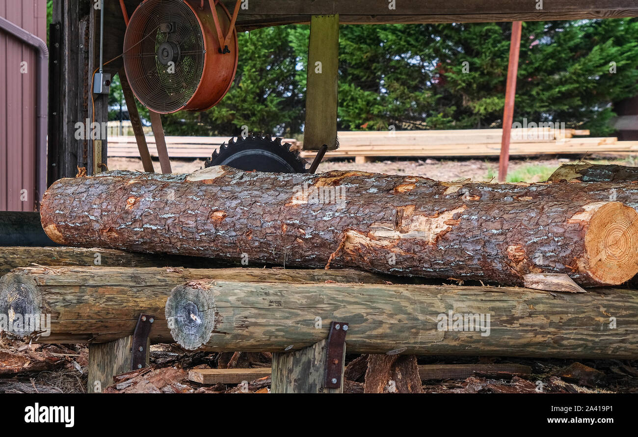 A Large Pine Log in Sawmill Operation Stock Photo - Alamy