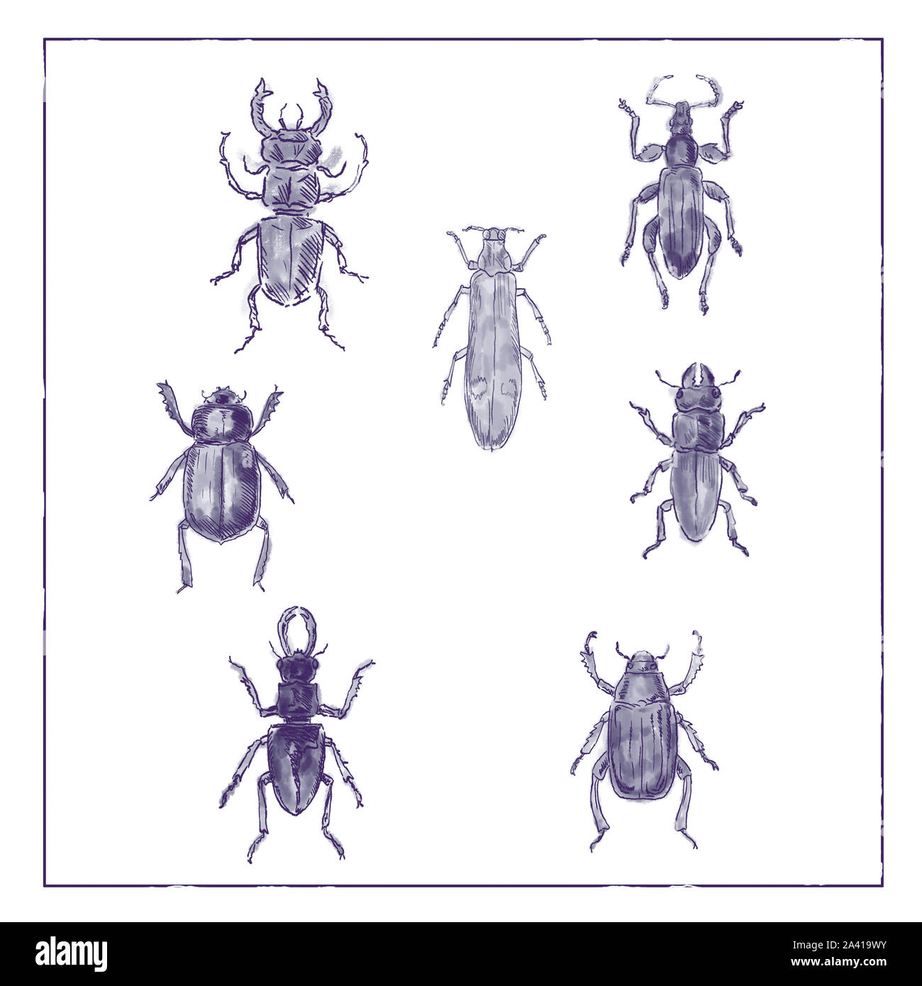 Vintage Victorian drawing illustration of a collection of Beetle ...